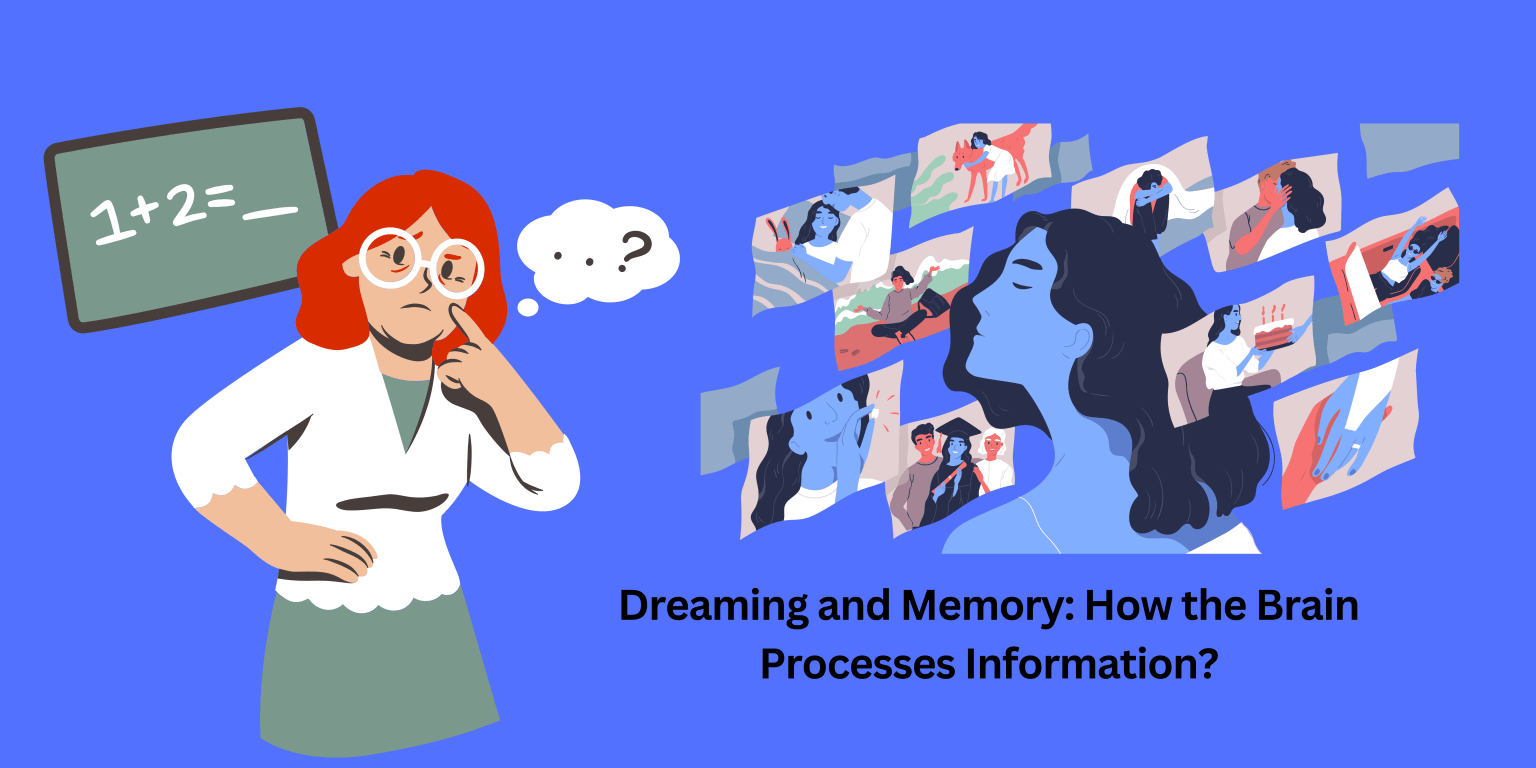 Dreaming And Memory: How The Brain Processes Information? - Dream Archive